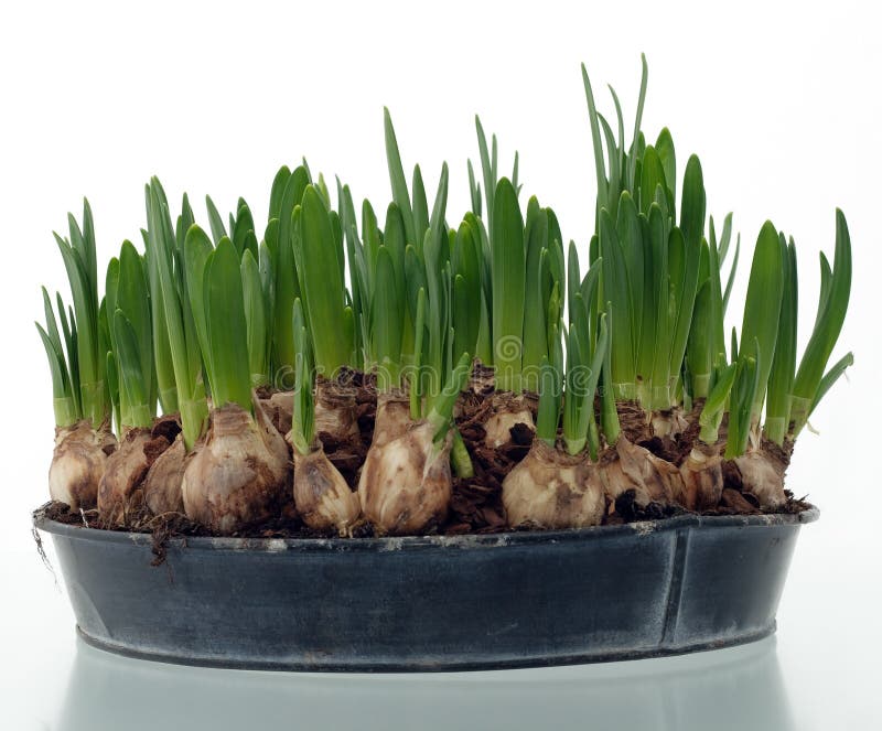 Spring is coming 1 stock photo. Image of environment, gardening - 7804552