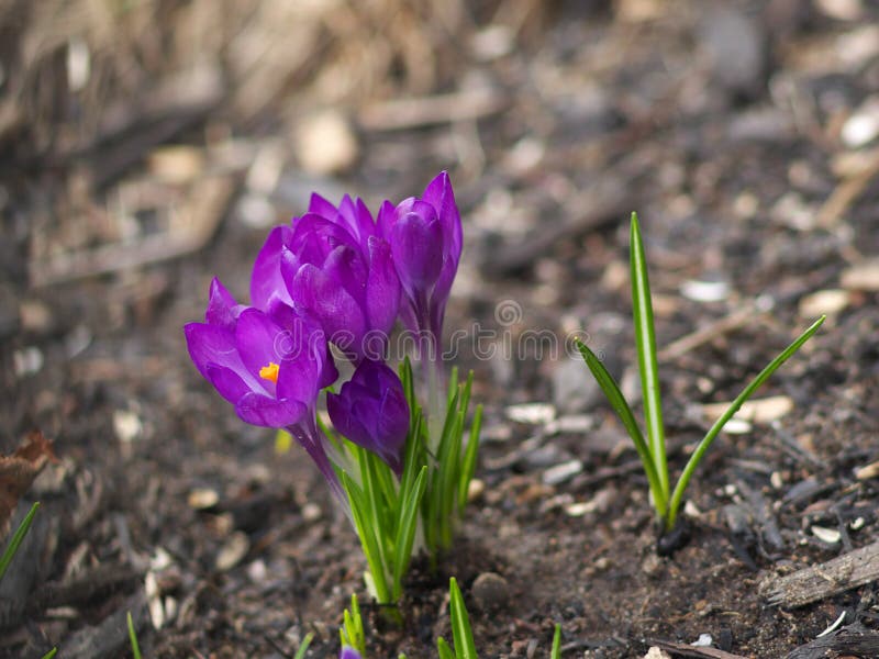 Spring is coming stock image. Image of blue, colorful - 11835667