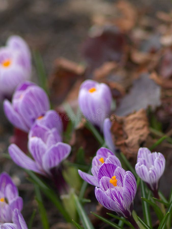 Spring is coming stock photo. Image of green, sprout - 11859626
