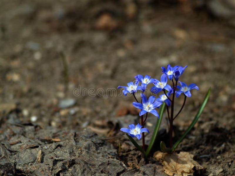 Spring is coming stock photo. Image of nature, colorful - 12529638