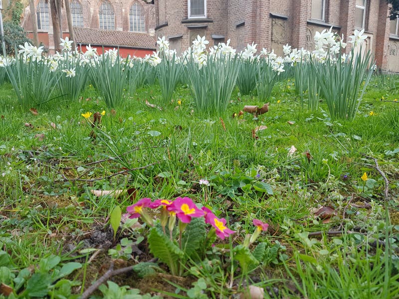 Spring is coming! stock photo. Image of meadow, backyard - 186864312