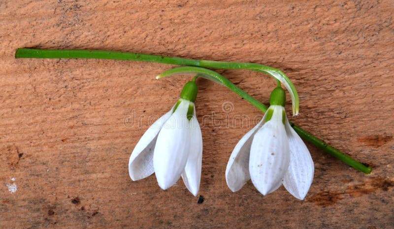 Spring is coming stock photo. Image of beauty, flora - 37992074