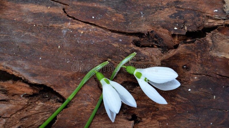 Spring is coming stock photo. Image of fresh, studio - 37992716