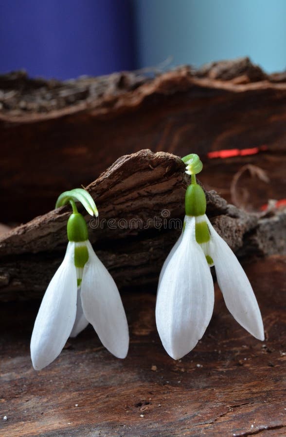 Spring is coming stock photo. Image of close, easter - 37992976