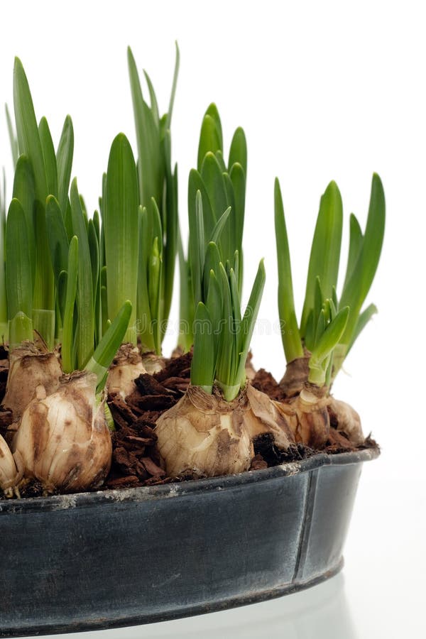 Spring is coming 4 stock photo. Image of florist, soil - 7804654