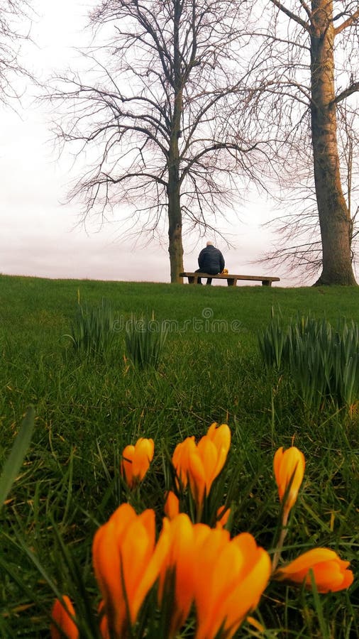 Spring is coming stock image. Image of loneliness, sunset - 65939515