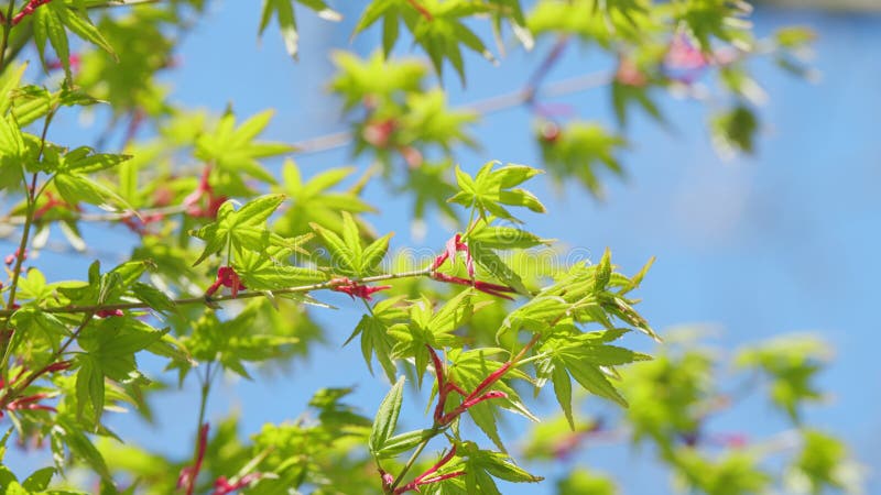 Spring is Coming. Acer Leaves in the Sunlight. before Opening Young ...