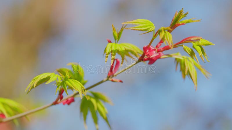 Spring is Coming. Acer Leaves in the Sunlight. before Opening Young ...
