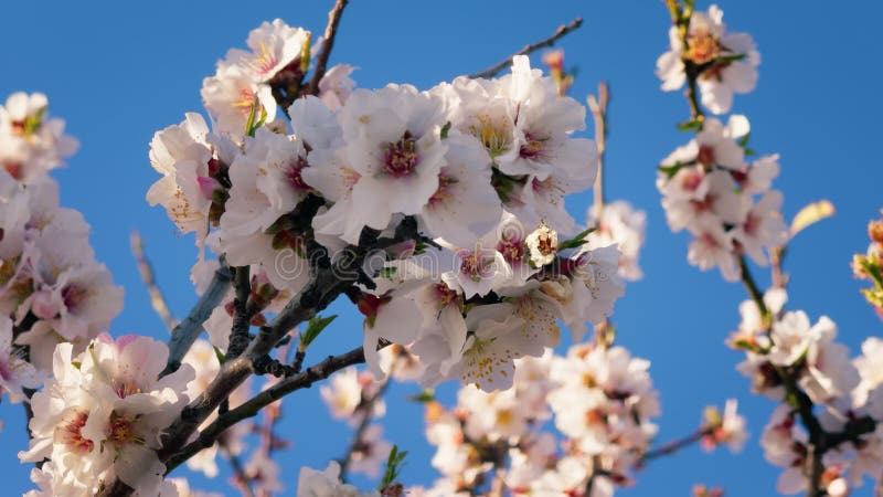 Spring Coming in the Blossom of Central Park Trees Stock Footage ...
