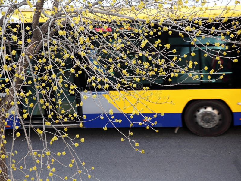 A Bus is Passing Under a Tree with Spring Buds. Stock Image - Image of ...