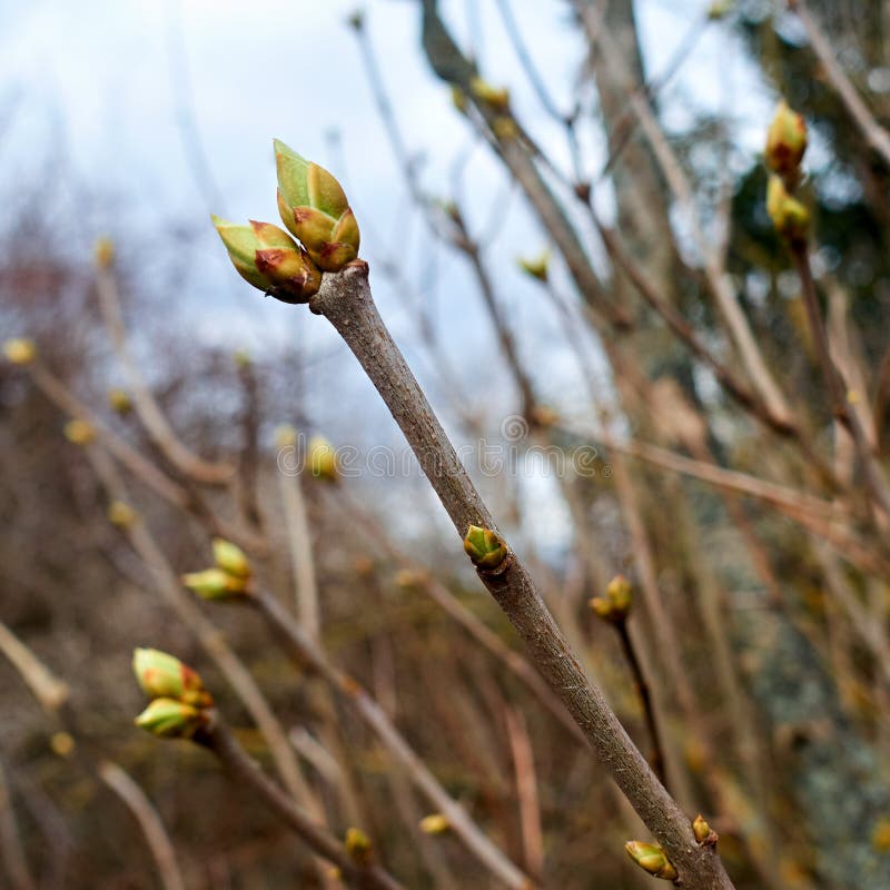 Spring is coming stock image. Image of vegetate, limb - 213182063