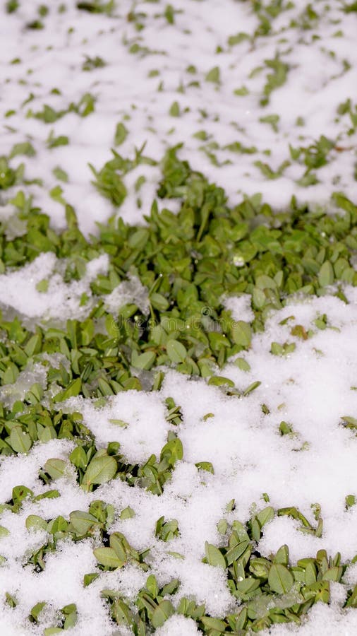 Spring is Coming ,grass Seen through the Snow Stock Image - Image of ...