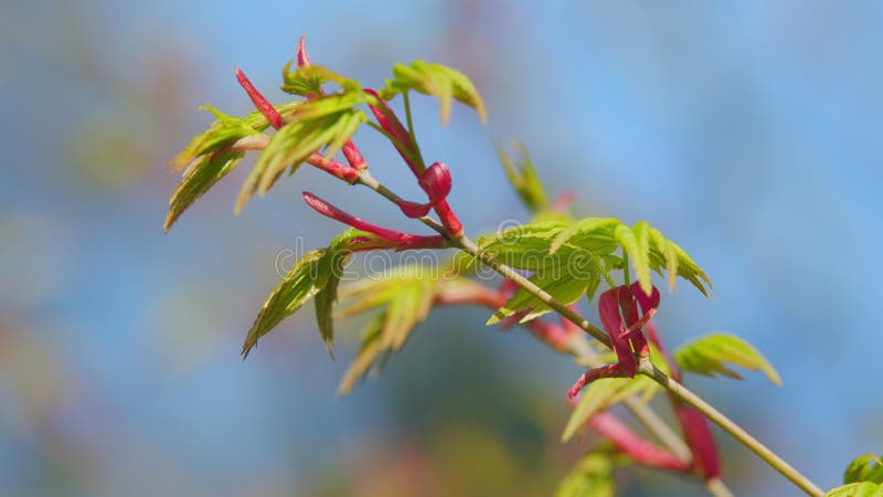 Spring is Coming. Green Japanese Maple Shrub or Tree. Acer Leaves in ...
