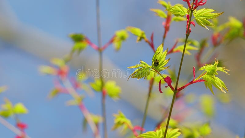 Spring is Coming. Green Japanese Maple Shrub or Tree. Acer Leaves in ...