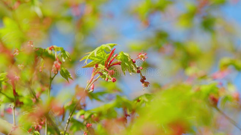 Spring is Coming. Green Japanese Maple Tree or Acer Palmatum. Green ...