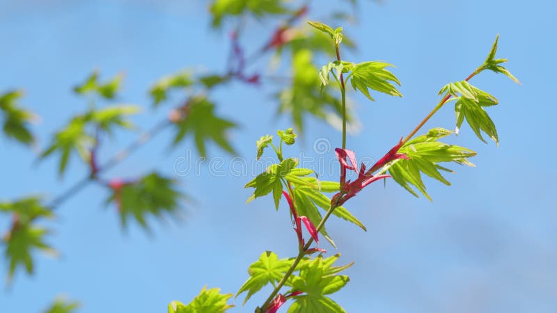 Spring is Coming. Green Japanese Maple Tree or Acer Palmatum. Green ...