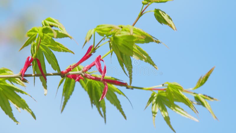 Spring is Coming. Green Japanese Maple Tree or Acer Palmatum. Green ...