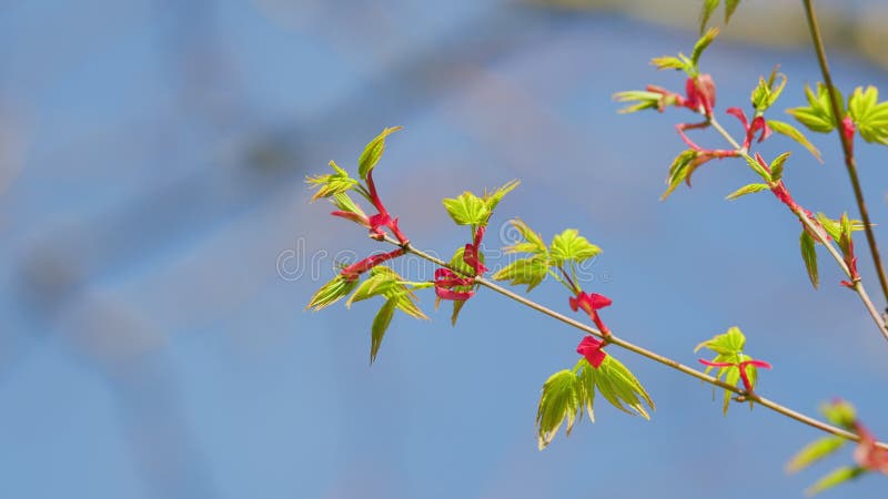 Spring is Coming. Green Japanese Maple Tree or Acer Palmatum. Green ...
