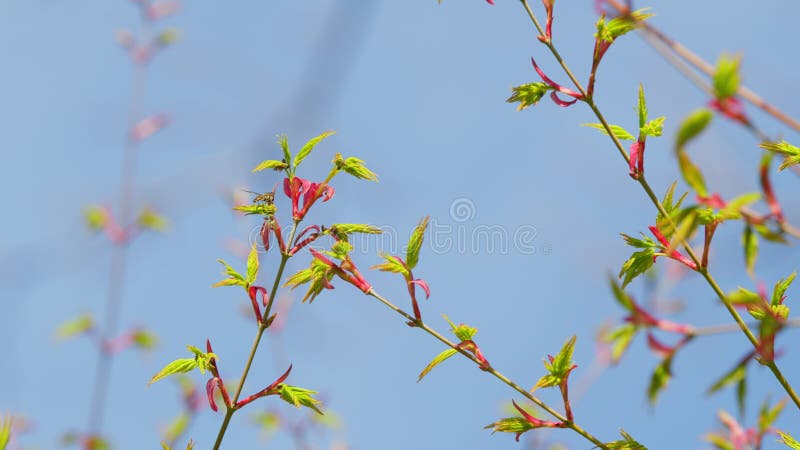 Spring is Coming. Green Japanese Maple Tree or Acer Palmatum. Green ...