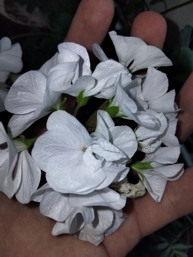 Spring is Coming,so Its Time To Smile Stock Photo - Image of leaf ...