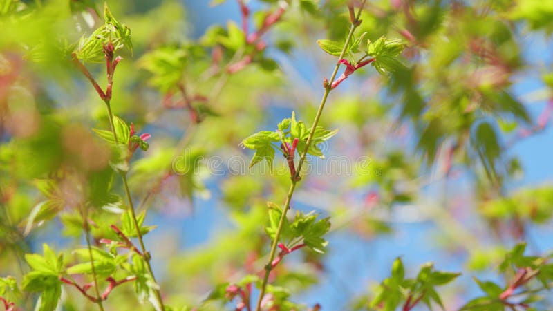 Spring is Coming. Leaves of Green Bark Japanese Maple. Japanese Maple ...