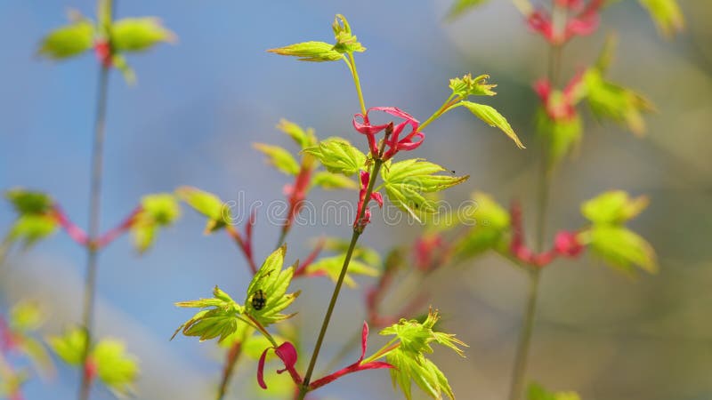 Spring is Coming. Leaves of Green Bark Japanese Maple. Japanese Maple ...