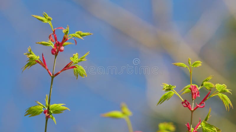 Spring is Coming. Leaves of Green Bark Japanese Maple. Japanese Maple ...