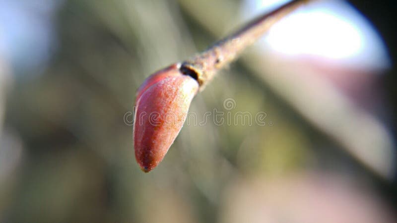 Spring is coming stock photo. Image of little, tree, season - 88656188