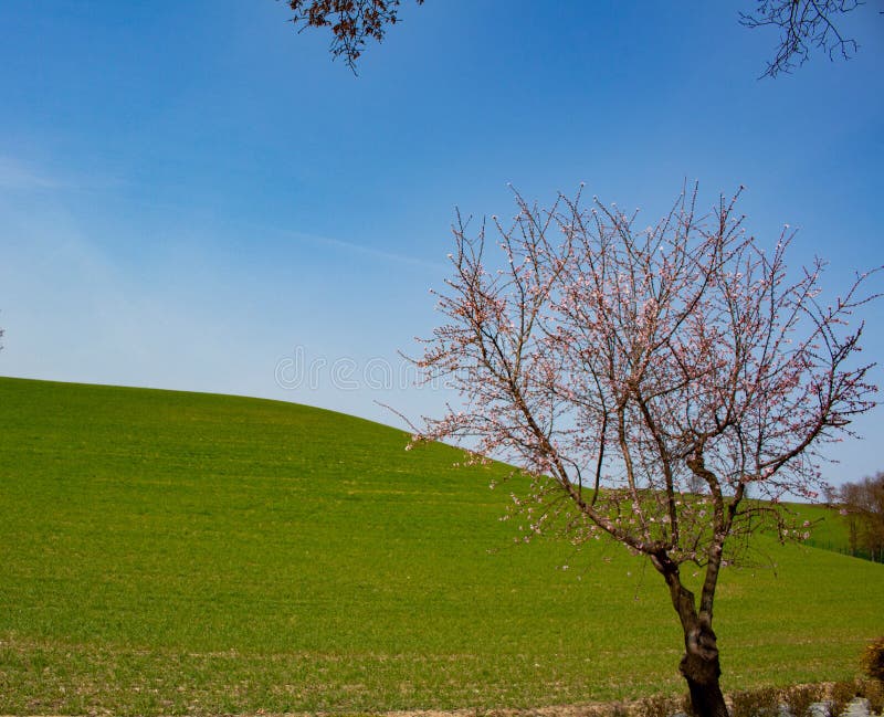 Spring is Coming and Nature is Coming To Life Stock Photo - Image of ...