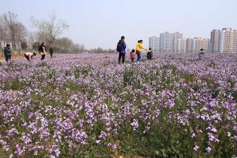Spring is coming editorial stock photo. Image of springtime - 30904513