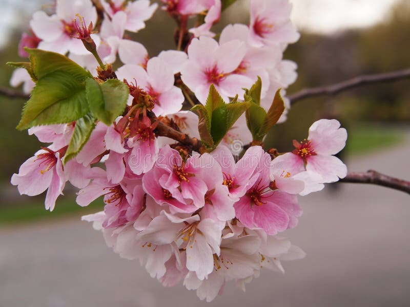 Spring is coming stock photo. Image of america, coming - 91506376