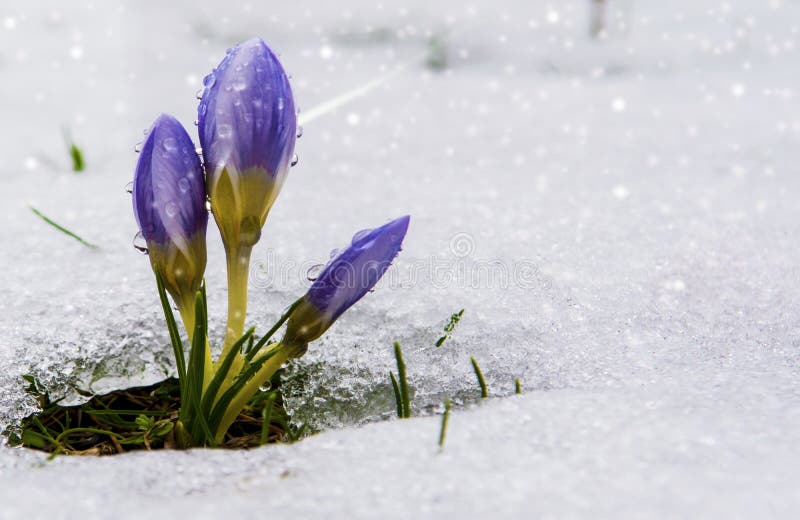 Spring is Coming stock image. Image of snowy, news, species - 64972011