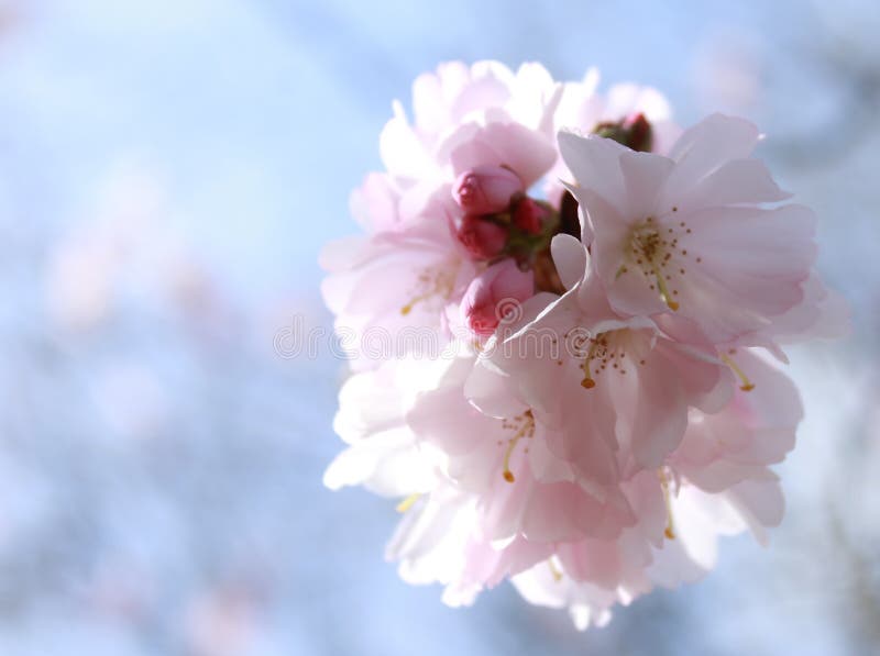 Spring is coming stock image. Image of sunny, love, flower - 173323795