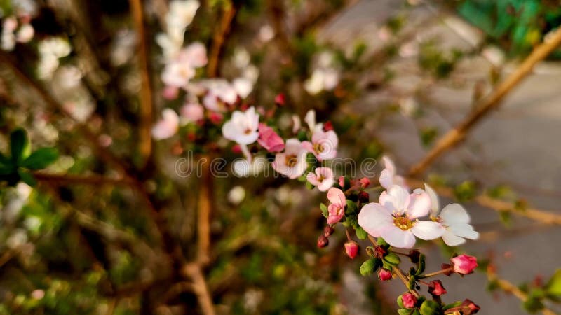 Spring is coming soon stock image. Image of nature, pink - 309678977