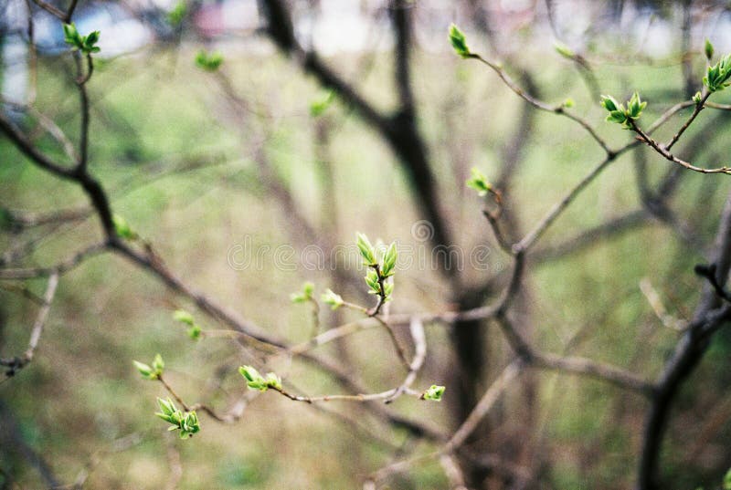 Spring is Coming Soon. Spring Background. Stock Image - Image of life ...