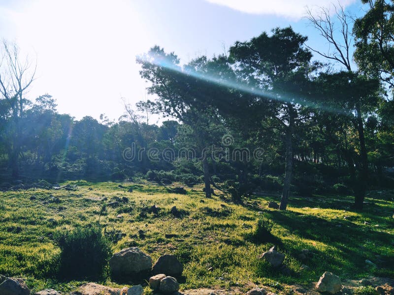 Spring coming soon stock photo. Image of soon, forest - 210328162