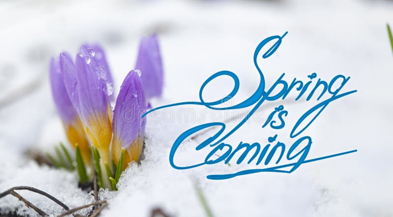 Spring is Coming Text , Spring Blossom Snowdrops on Blue Turquoise ...