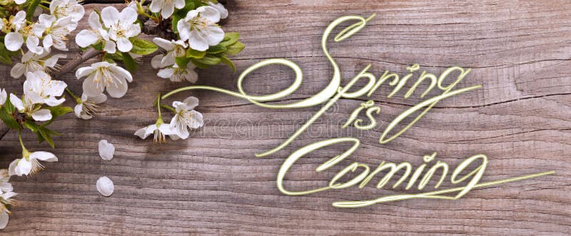 Spring is Coming Text, Flowers on Background of Old Vintage Wopod Board ...