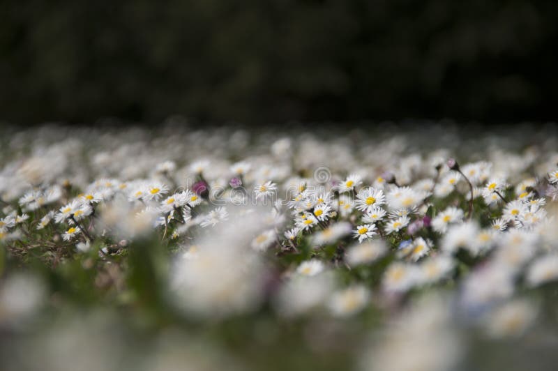 Spring is coming stock image. Image of coming, discovering - 92062379