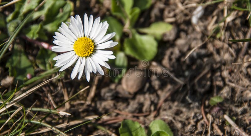 Spring is coming stock image. Image of land, springflower - 92062403
