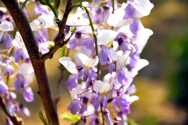 Spring is Coming. the Vines with White and Purple As the Basic Tone ...