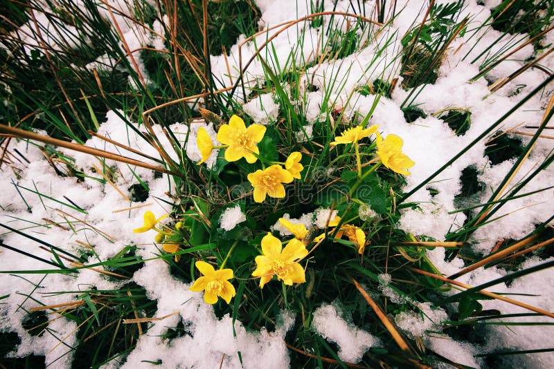 Spring is Coming.Yellow Flowers and Snow. Stock Image - Image of ...