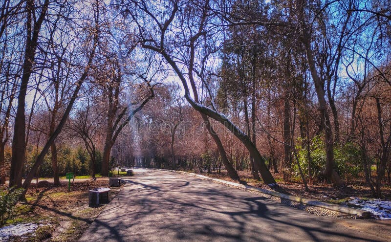 Spring is comming stock photo. Image of morning, sunlight - 185727006