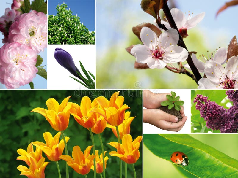 Spring collage stock image. Image of primrose, nature - 28794027