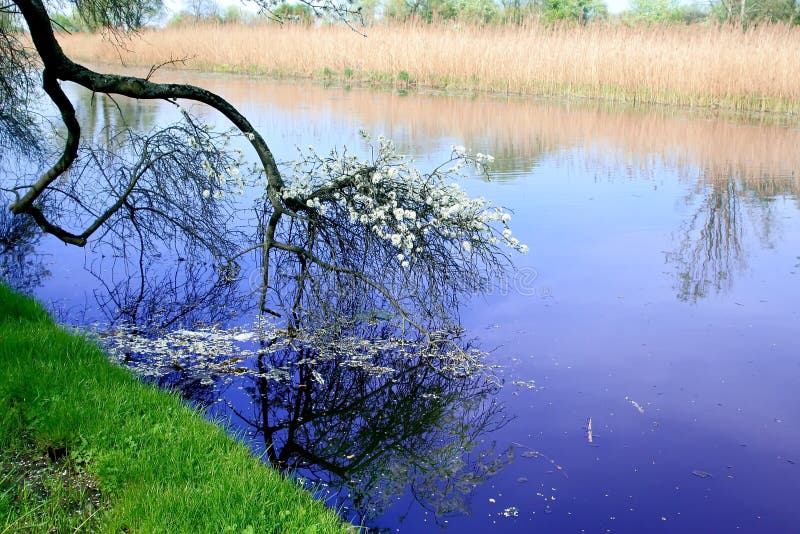 Spring composition stock image. Image of summer, flowers - 5708679