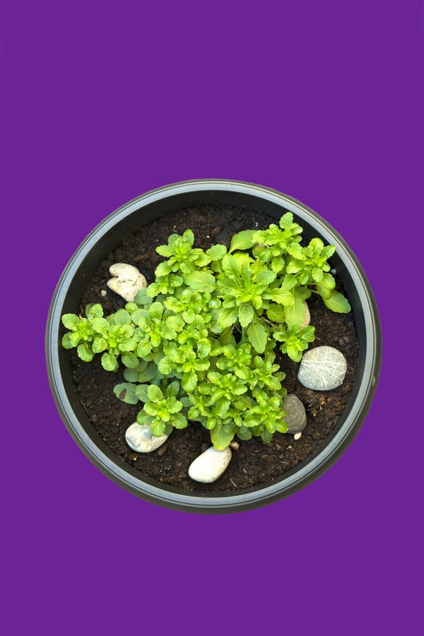 Spring Composition with Pink Roses on White Background. Top View. Flat ...