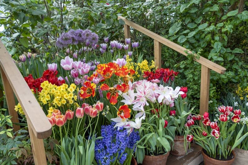 Spring Composition of Spring Flowers Stock Image - Image of floral ...