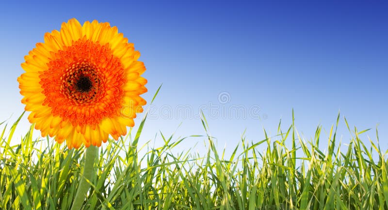 Spring concept stock photo. Image of flora, grass, card - 4298990