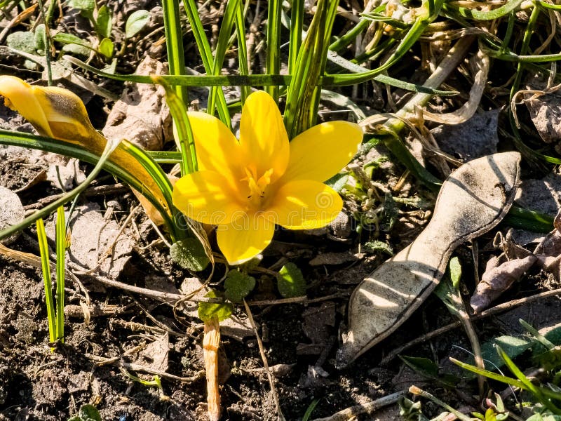 Spring Concept. Early Spring in Park. Yellow Crocus Flower Close-up ...