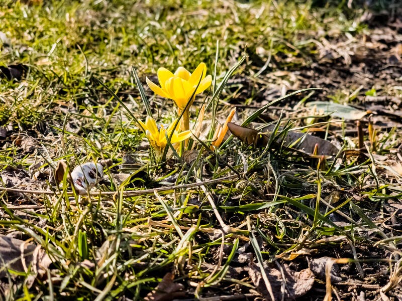 Spring Concept. Early Spring in the Park. Yellow Crocus Flower Stock ...